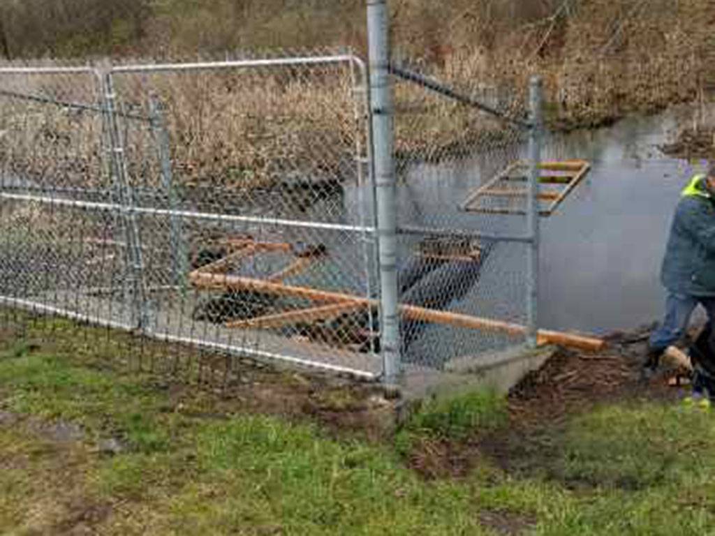 InQuinte.ca | City looking to deceive beavers, protect culvert