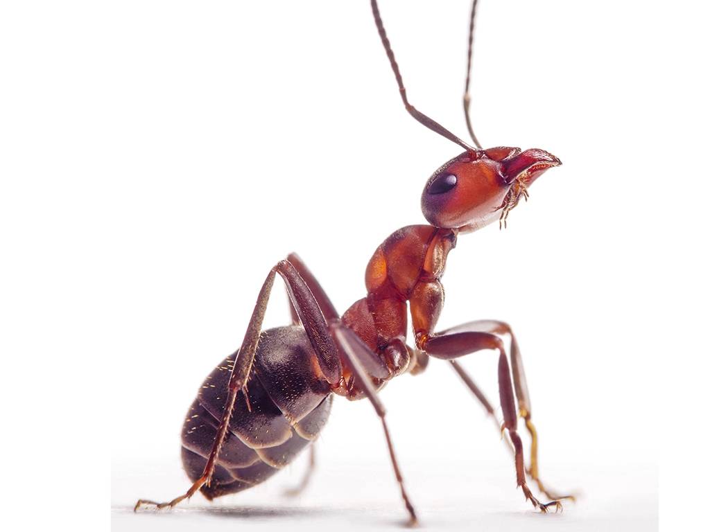InQuinte.ca | HOME SHOW FEATURE: Addressing spring ant problems
