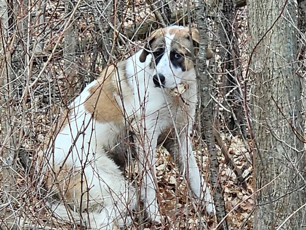 InQuinte.ca | Dog available for adoption after recent pet rescue in PEC