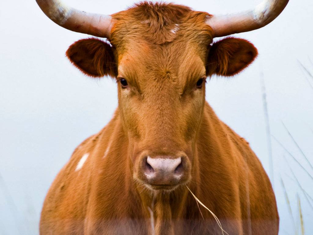 INQUINTE.CA | Bull holds up traffic in East-end Belleville