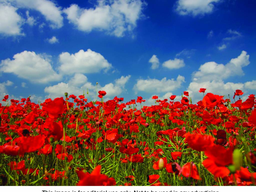 INQUINTE.CA | Tweed to raise flag Wednesday to honour local veterans