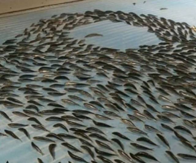 INQUINTE.CA | 5,000 fish in ice at Japan skating rink sparks uproar