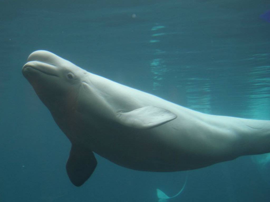 INQUINTE.CA | Manitoba releases plan to conserve world’s biggest beluga ...